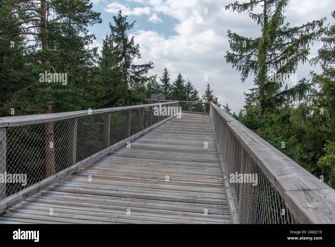 Treetop Walkway lignting, Sightseeing trail in tree crowns. Wooden ...