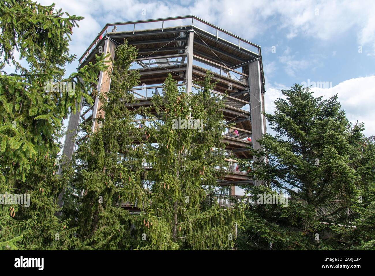 Treetop Walkway lignting, Sightseeing trail in tree crowns. Wooden ...