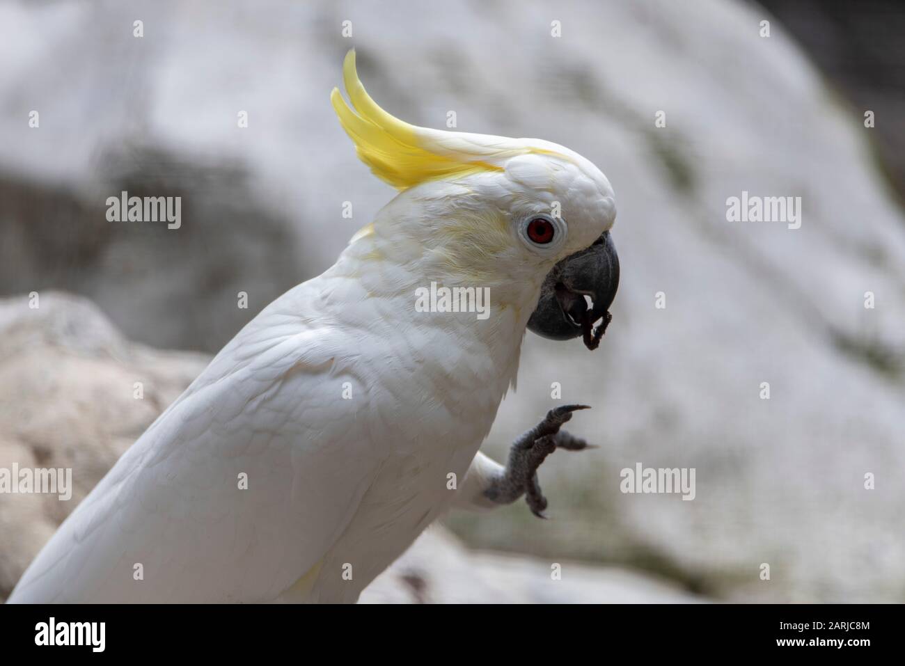 white cacadu Cacatuidae parrots. White cacadu Cacatuidae parrot ...