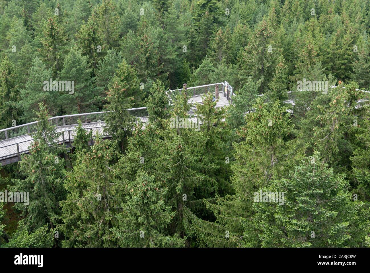 Treetop Walkway lignting, Sightseeing trail in tree crowns. Wooden ...
