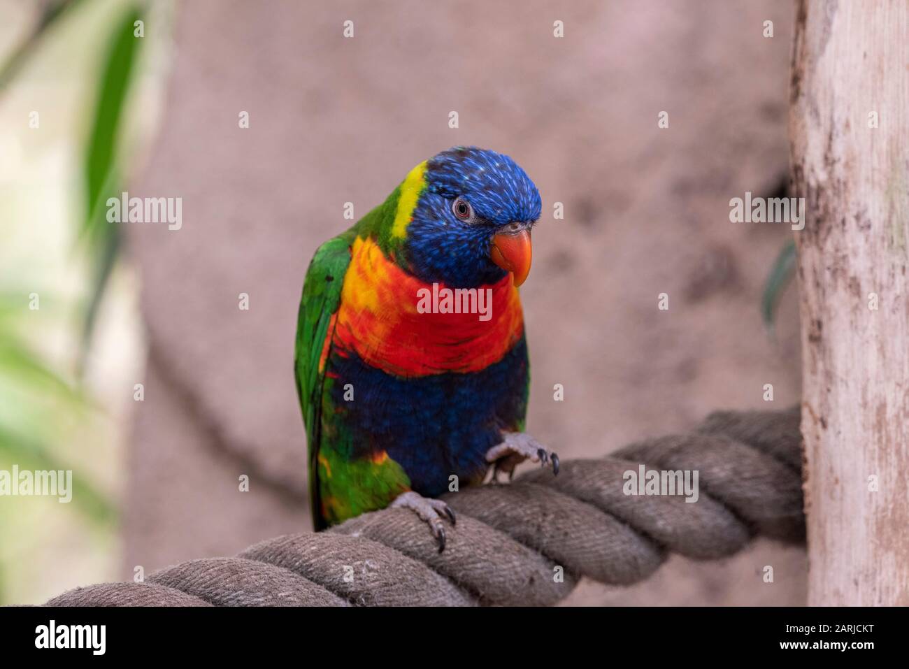 Close up of rainbow lorikeet perching on window sill in zoo Stock Photo ...