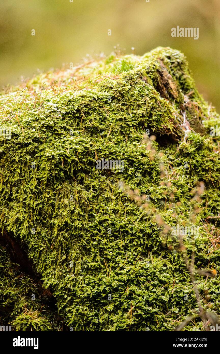 moss on a tree stump, close up Stock Photo - Alamy
