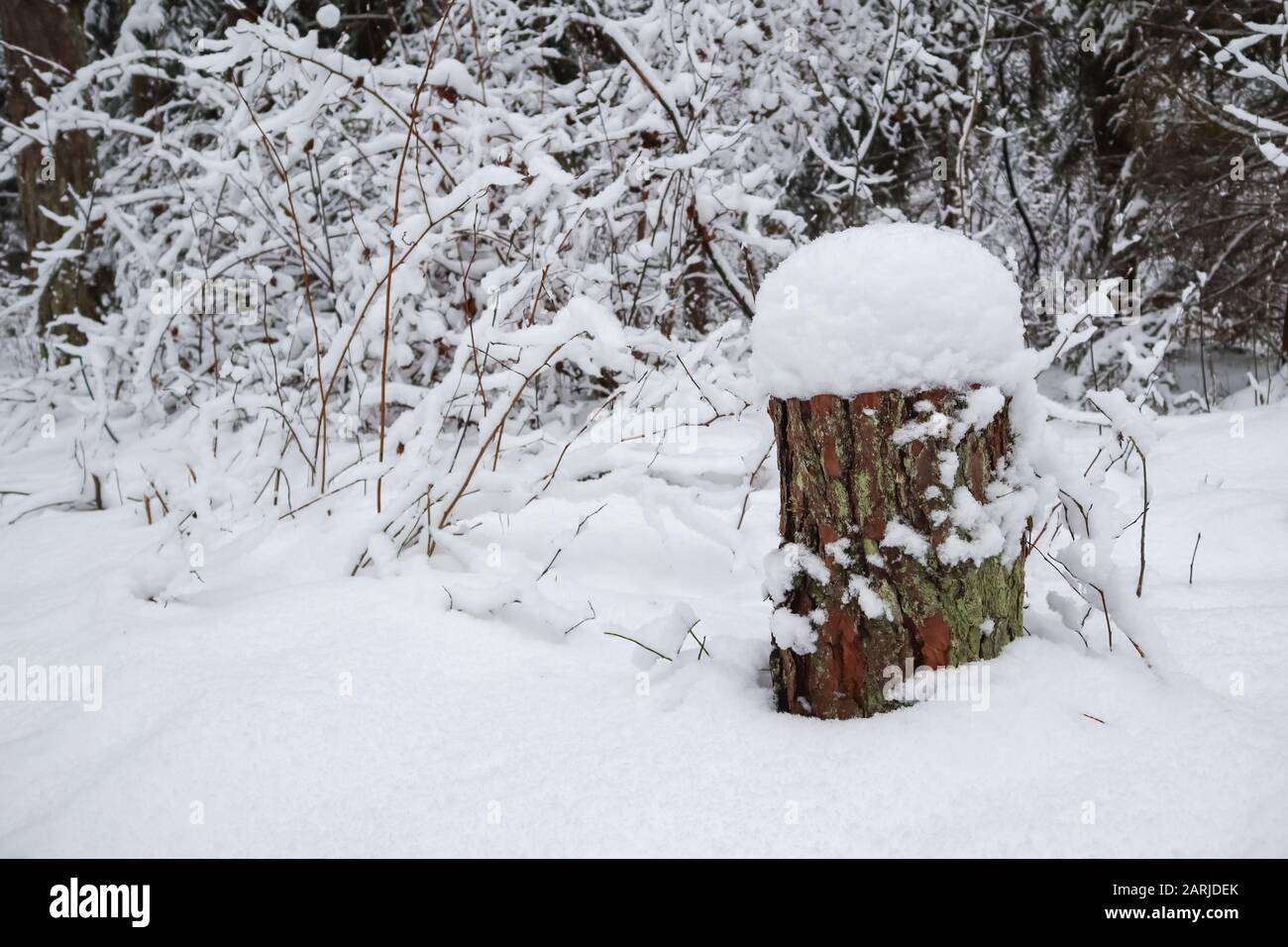 Tree stump and twigs in winter hi-res stock photography and images - Alamy
