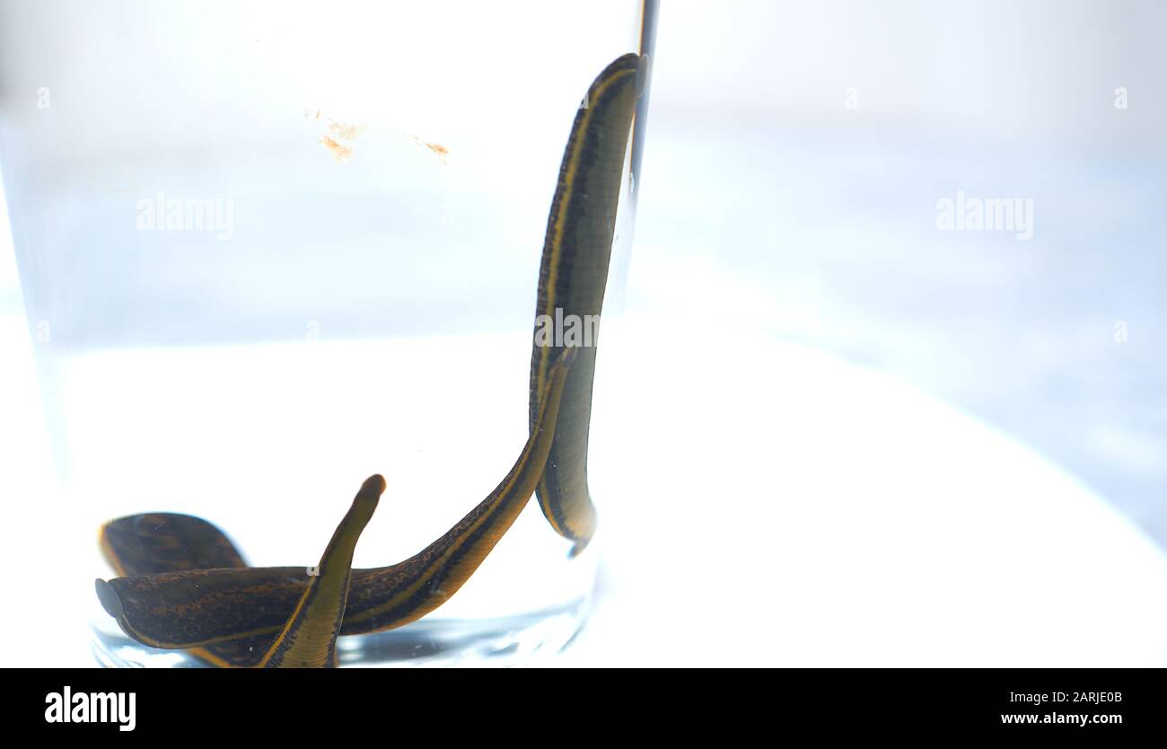 Hirudotherapy. Medical leeches in water before therapy Stock Photo - Alamy
