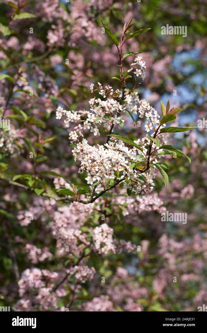 Bird Cherry Blossom Prunus Padus High Resolution Stock Photography and ...