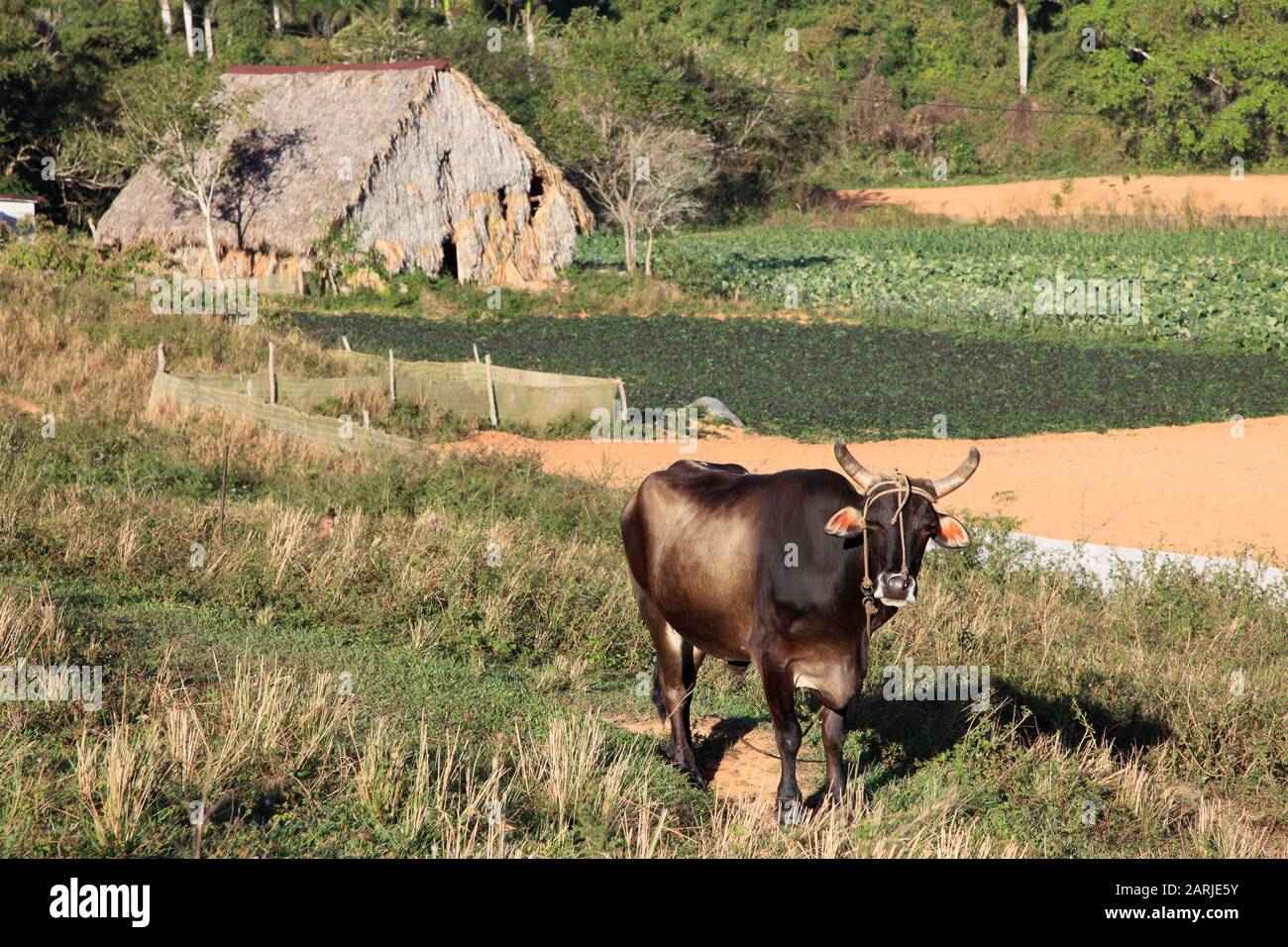 Cuba, Vinales, farm, bull, cattle Stock Photo - Alamy