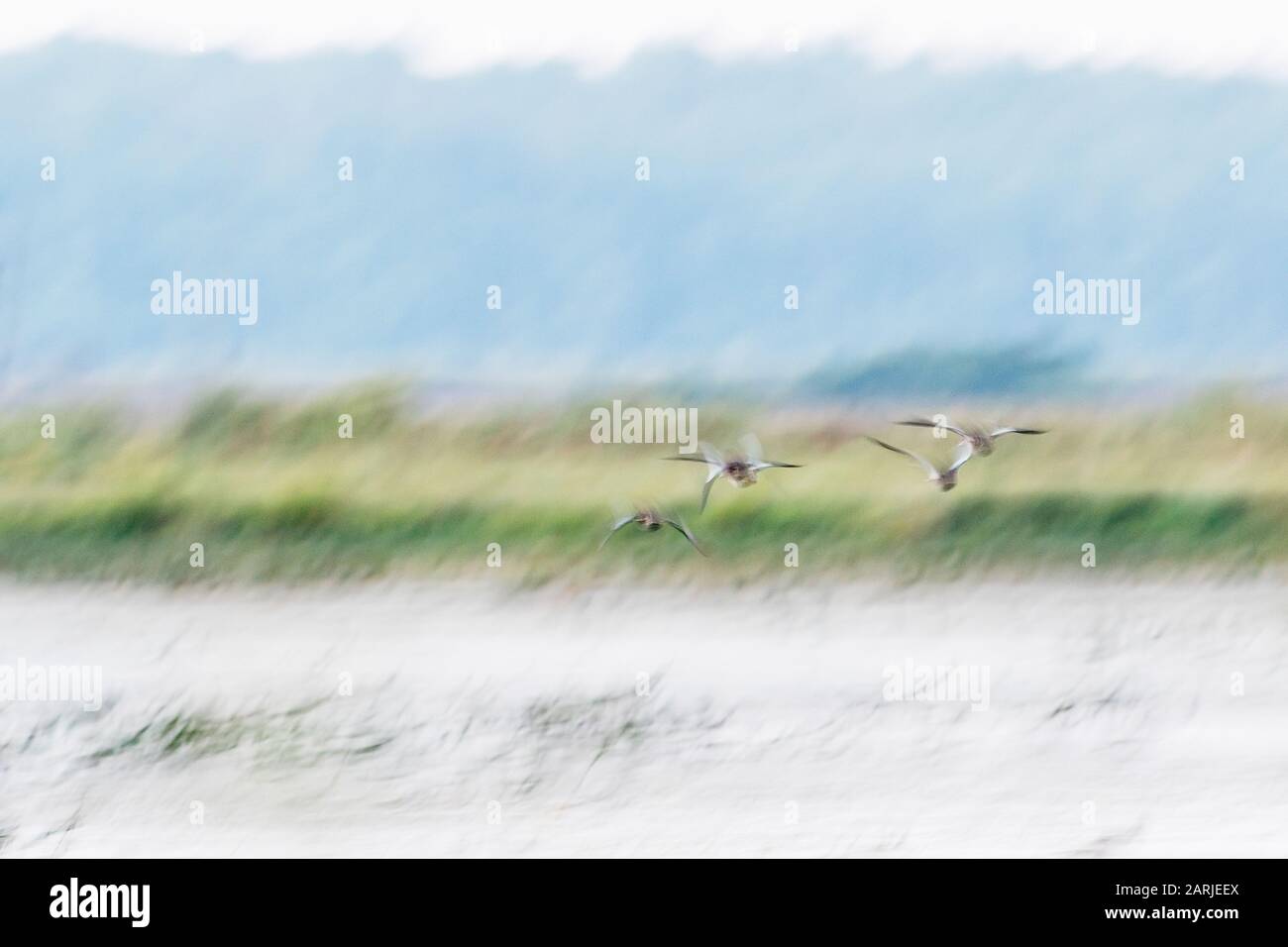 Blue-winged teal flight motion abstract over wetland Stock Photo - Alamy
