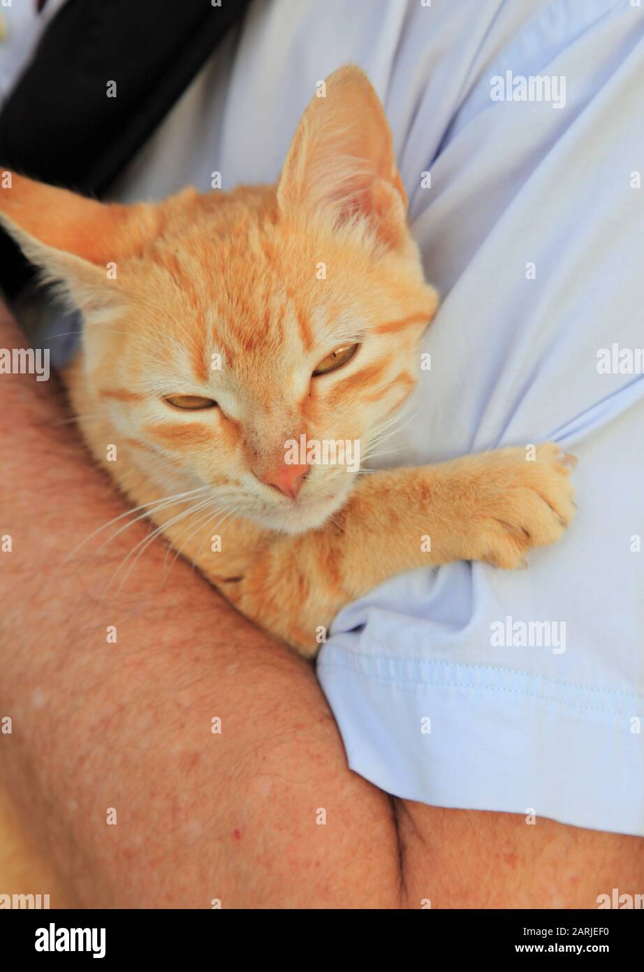 Cuba, Vinales Valley, cat in the arms of a person Stock Photo - Alamy