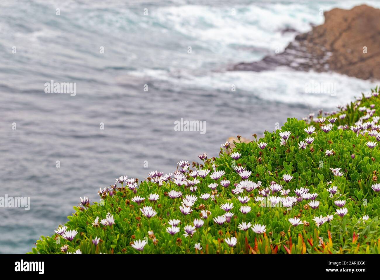 Osteospermum ecklonis African daisy Cape marigold flowers on the shore ...