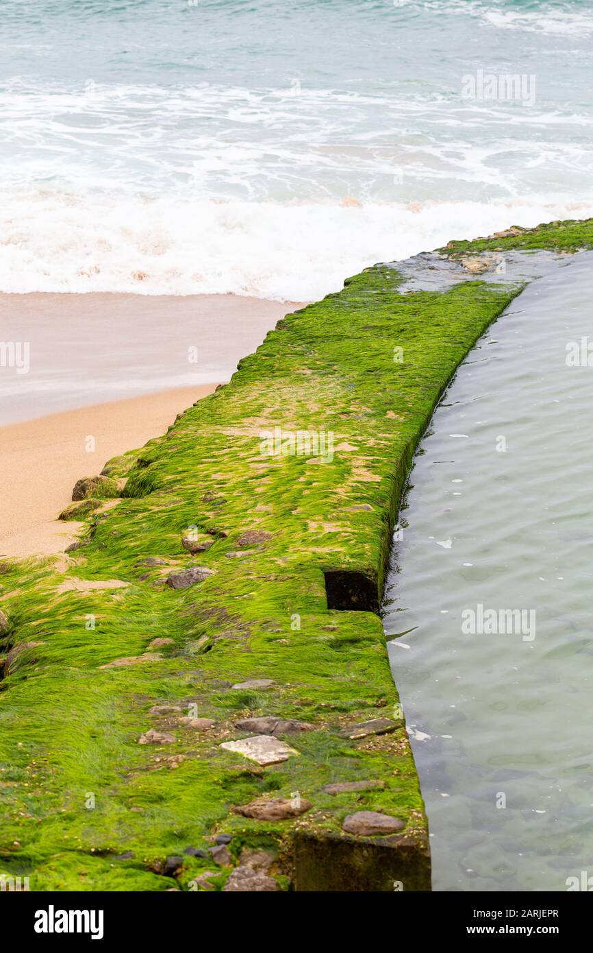Green moss on water border in natural pool. Horisontal photo Stock ...