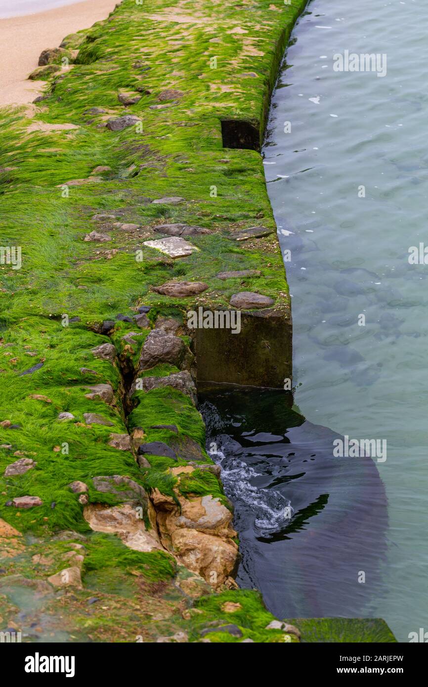 Green moss on water border in natural pool. Horisontal photo Stock ...