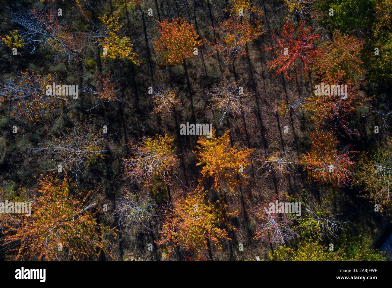 Cherry tree plantation with fall colors Cirueña, Autumn, La Rioja ...