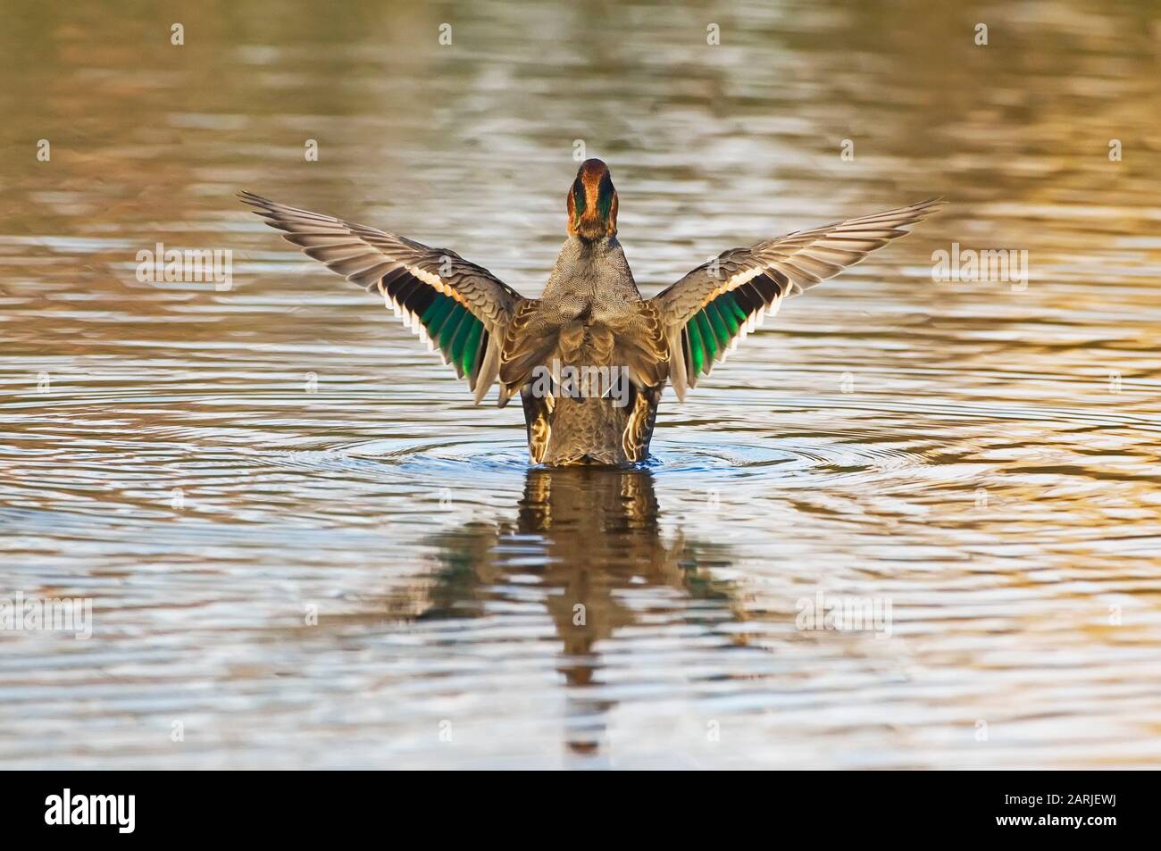 Drake green-winged teal flapping wings Stock Photo - Alamy