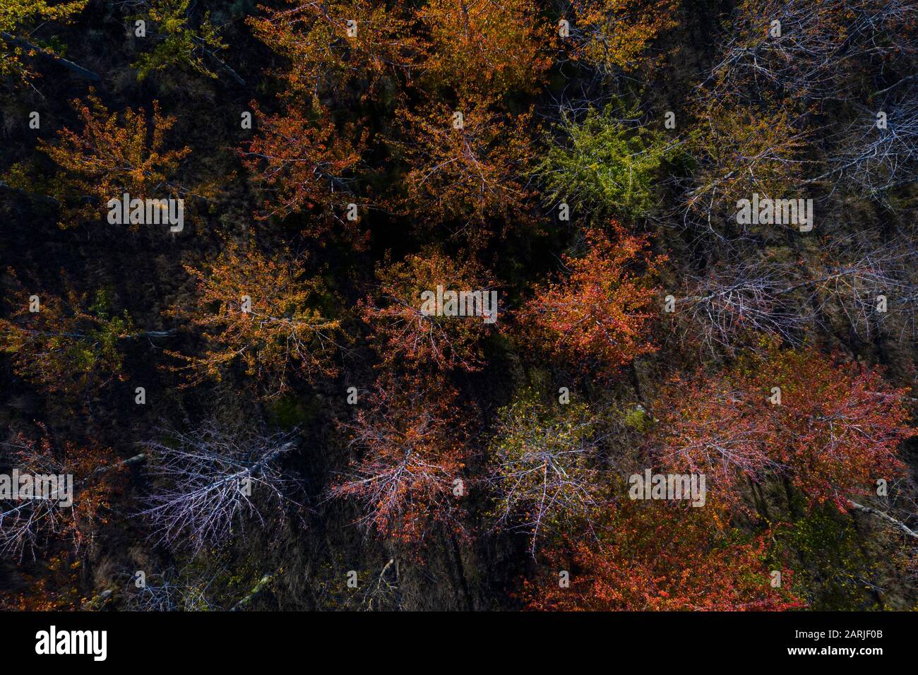 Cherry tree plantation with fall colors Cirueña, Autumn, La Rioja ...