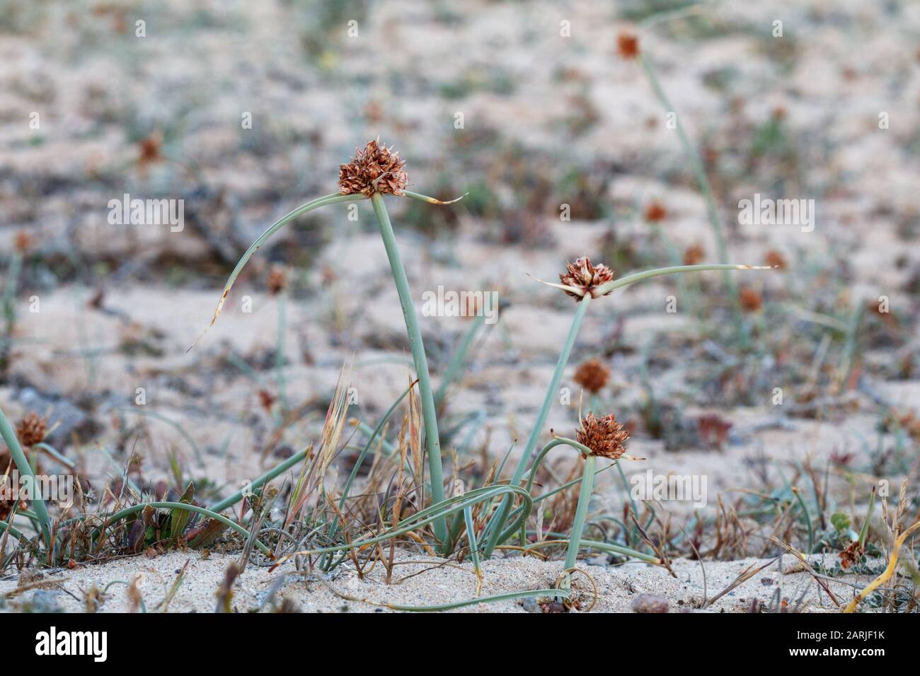 Cyperus capitatus Capitate Galingale on Lanzarote Canary Islands Stock ...