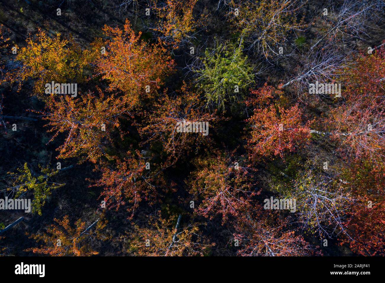 Cherry tree plantation with fall colors Cirueña, Autumn, La Rioja ...