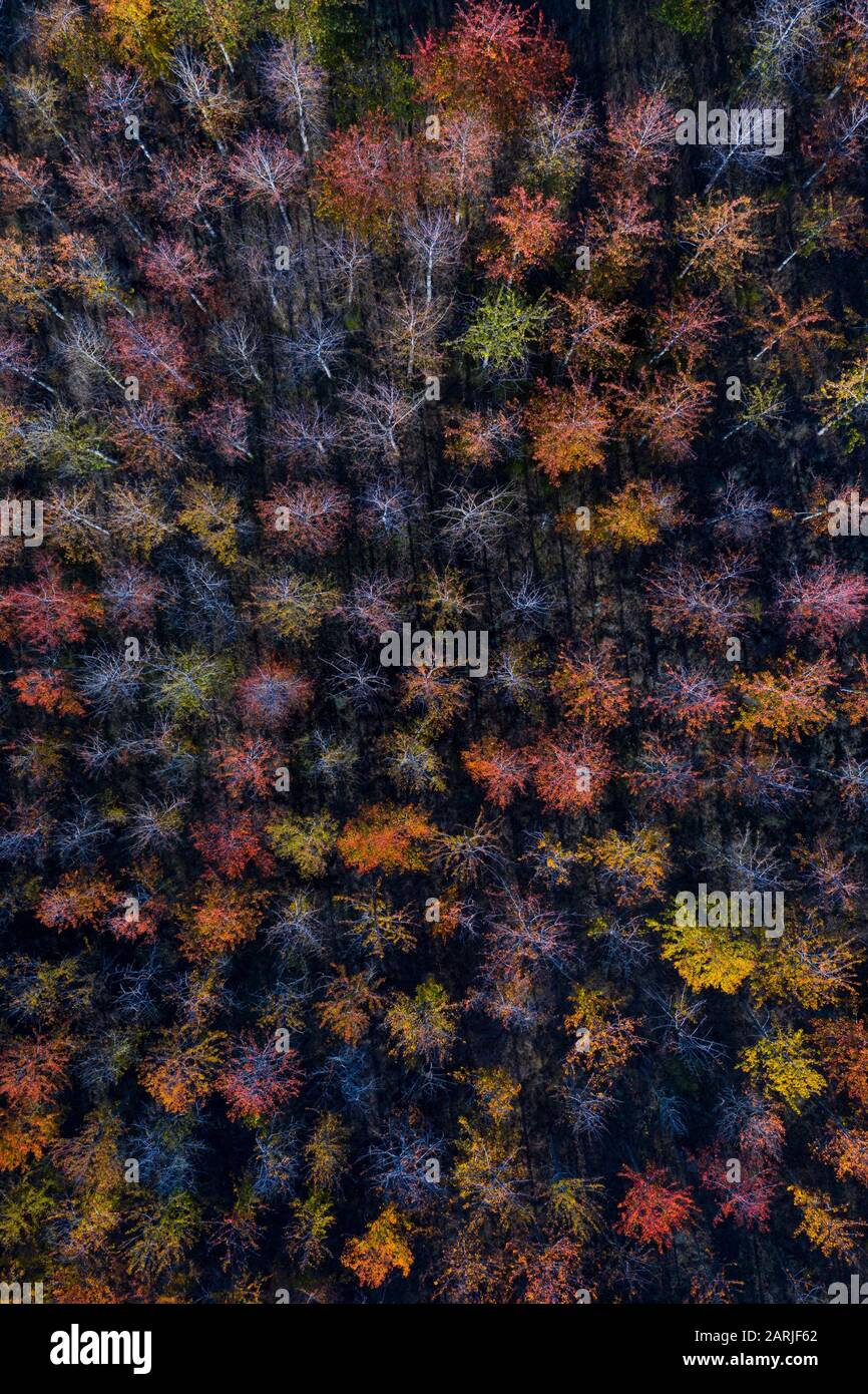 Cherry tree plantation with fall colors Cirueña, Autumn, La Rioja ...