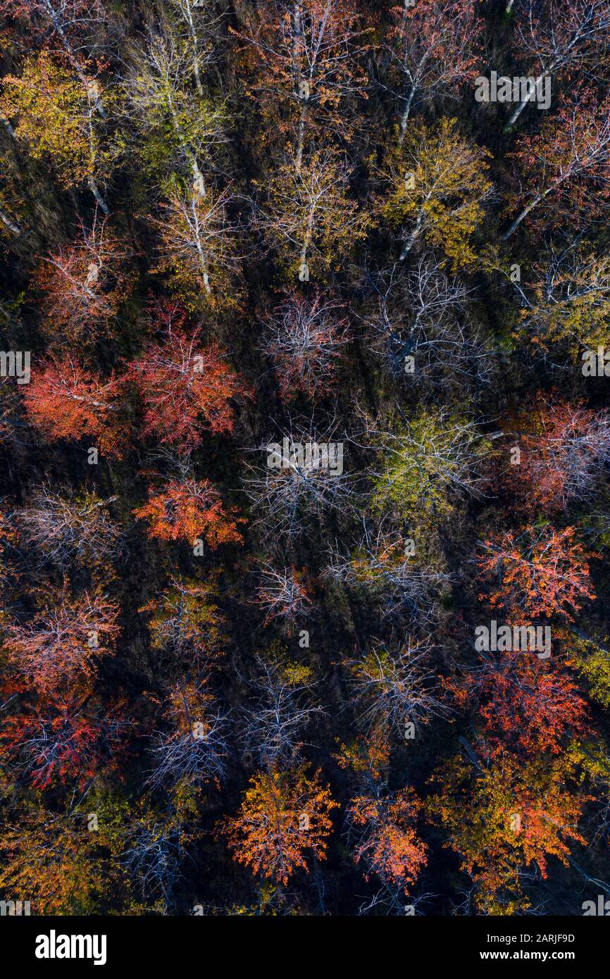 Cherry tree plantation with fall colors Cirueña, Autumn, La Rioja ...