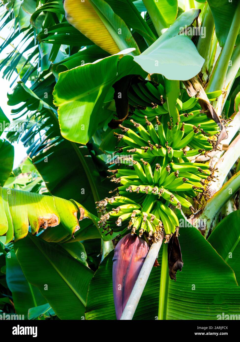 Banana tree cut down hi-res stock photography and images - Alamy