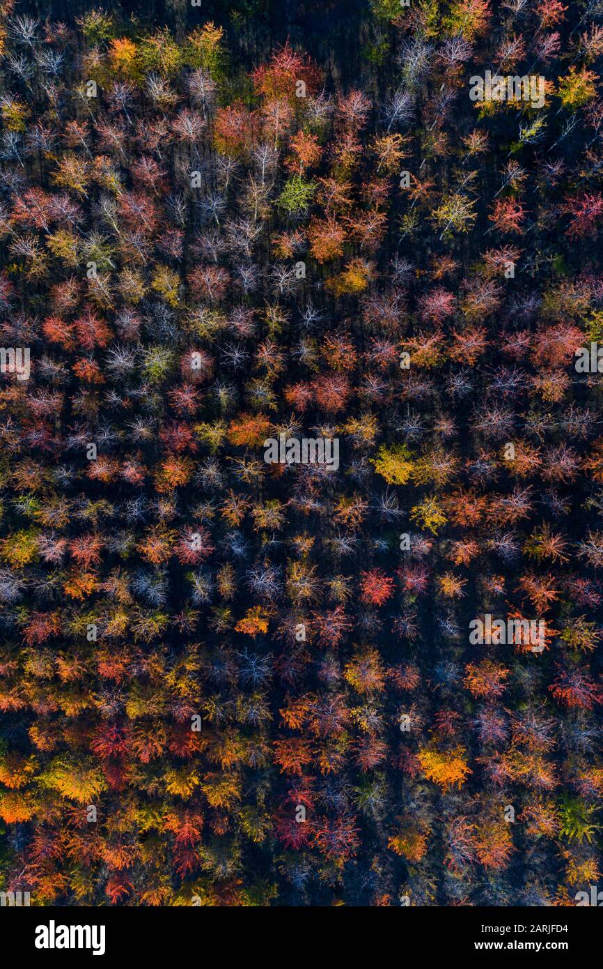Cherry tree plantation with fall colors Cirueña, Autumn, La Rioja ...