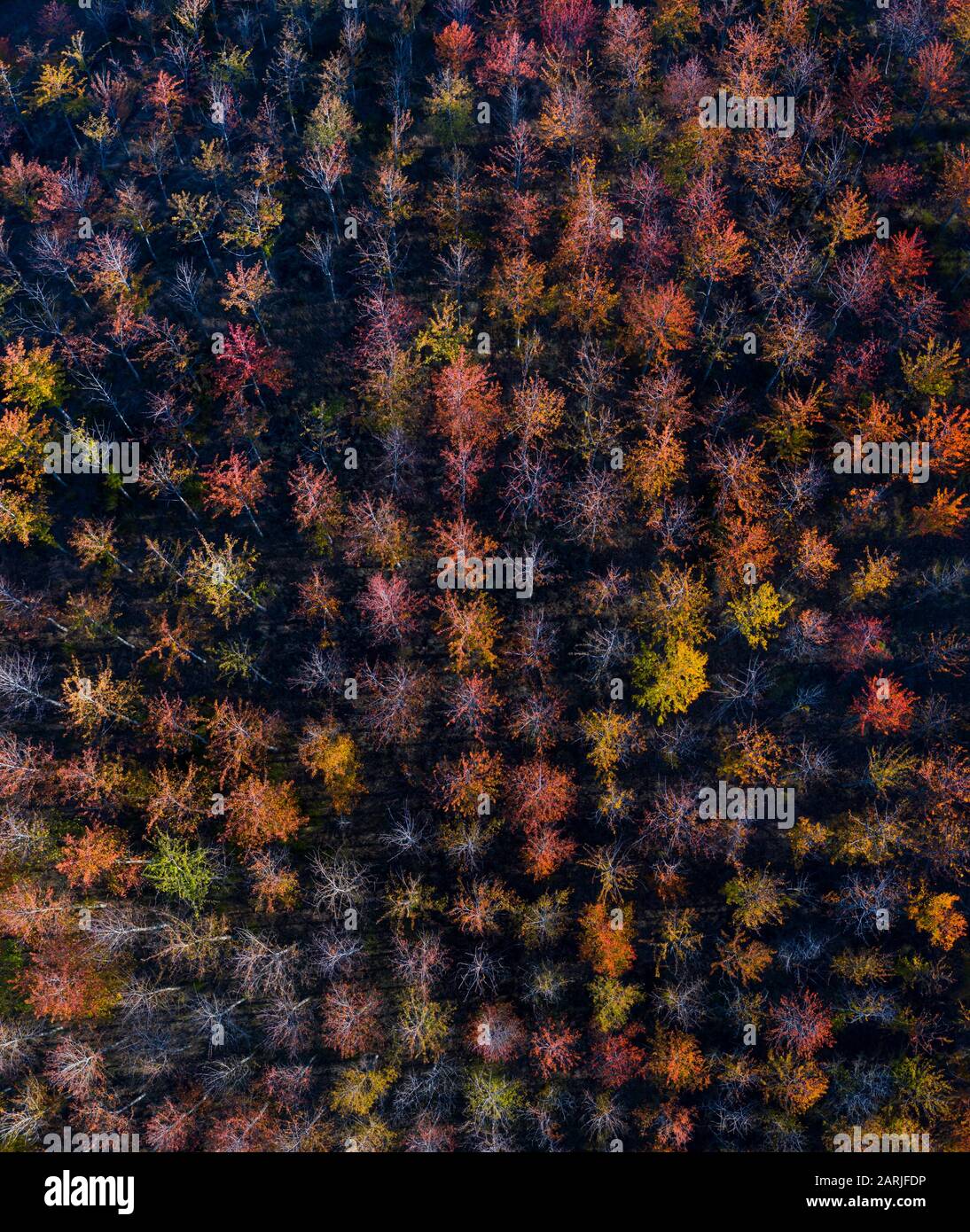 Cherry tree plantation with fall colors Cirueña, Autumn, La Rioja ...