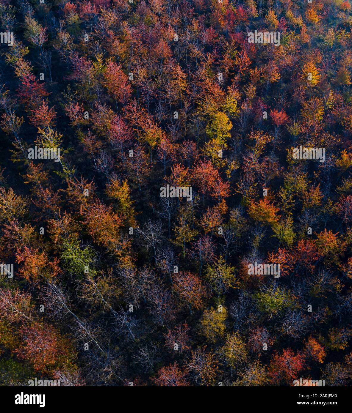Cherry tree plantation with fall colors Cirueña, Autumn, La Rioja ...