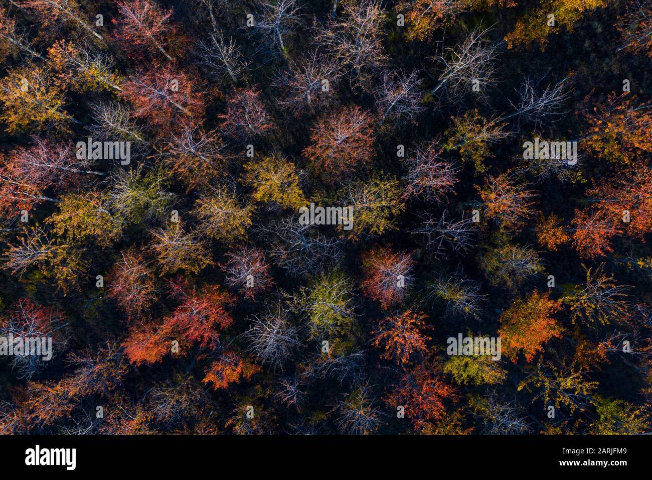Cherry tree plantation with fall colors Cirueña, Autumn, La Rioja ...