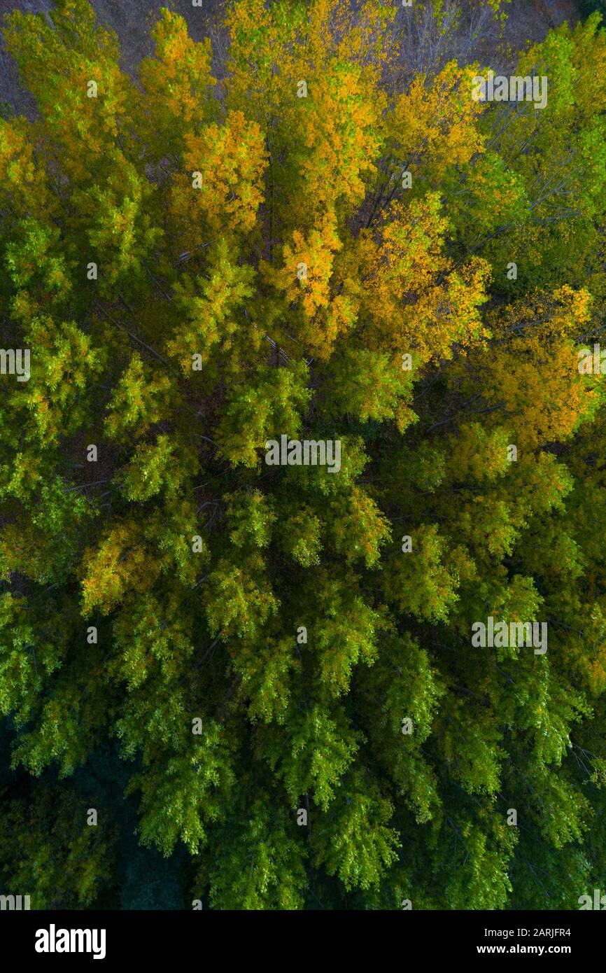 Poplar plantation with fall colors, Berceo, La Rioja, Spain, Europe ...