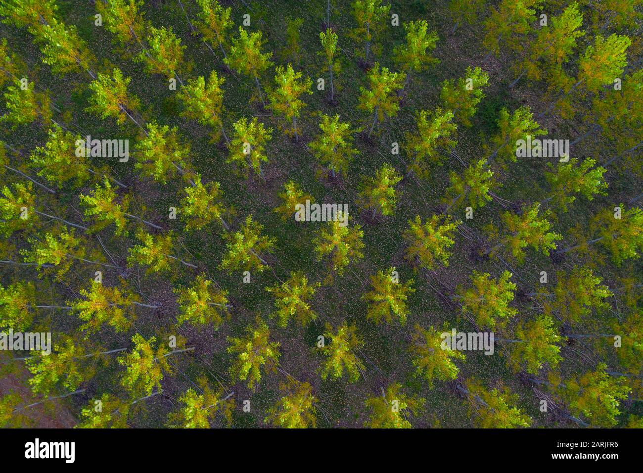 Poplar plantation with fall colors, Berceo, La Rioja, Spain, Europe ...