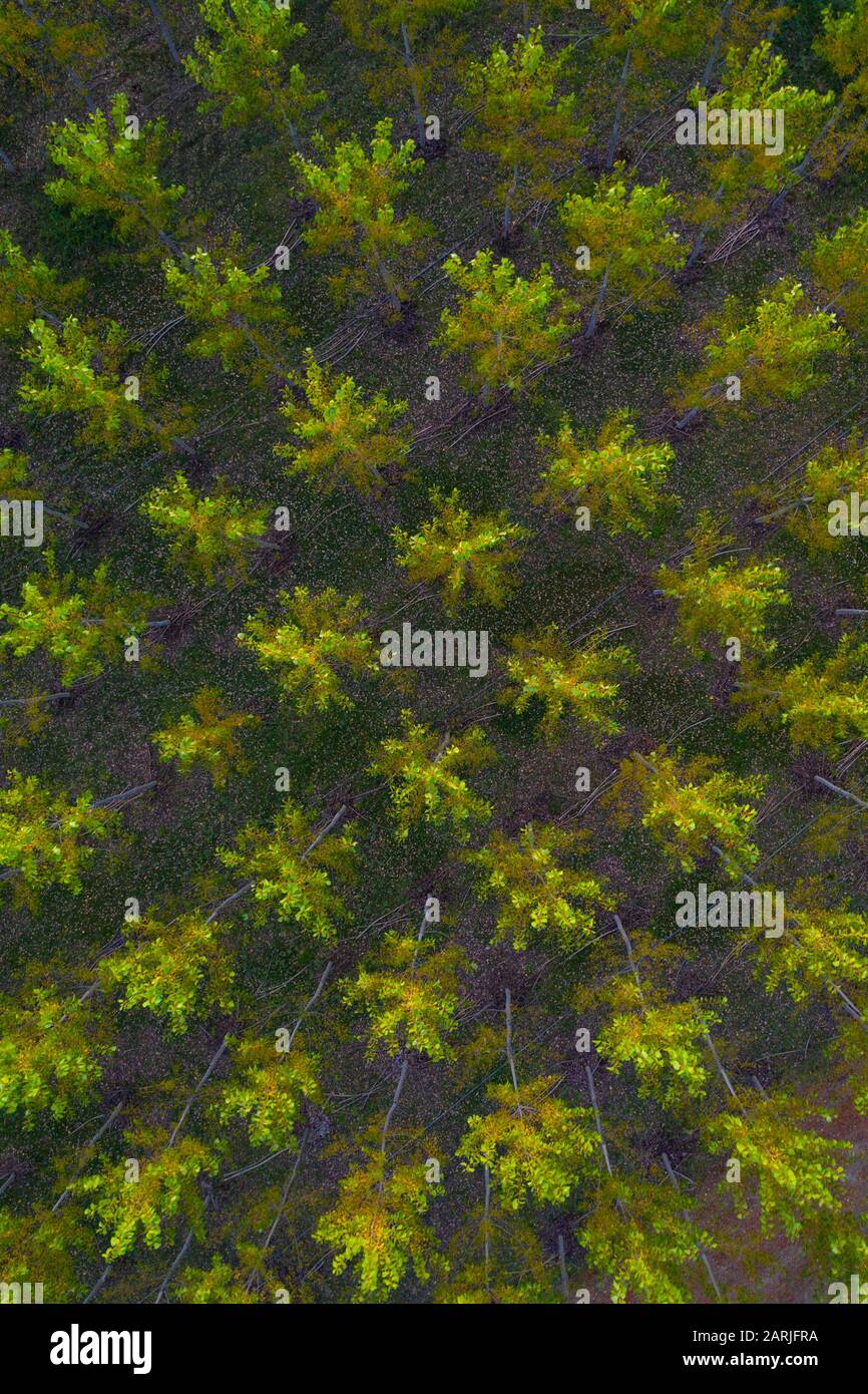 Poplar plantation with fall colors, Berceo, La Rioja, Spain, Europe ...