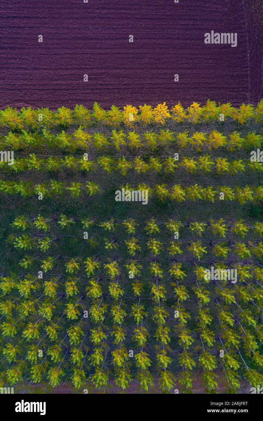 Poplar plantation with fall colors, Berceo, La Rioja, Spain, Europe ...
