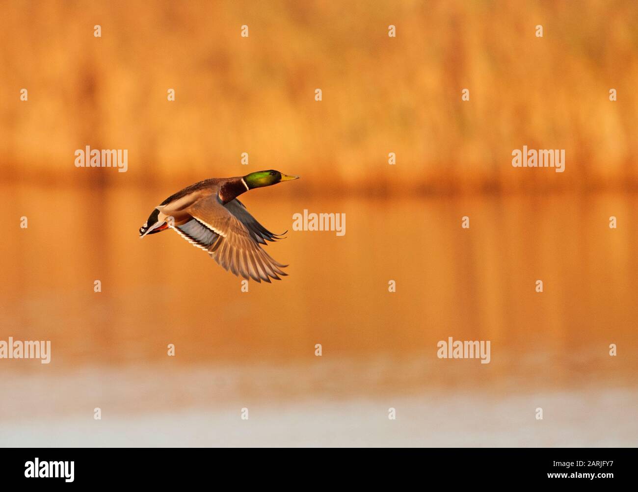 Flying mallard dawn hi-res stock photography and images - Alamy
