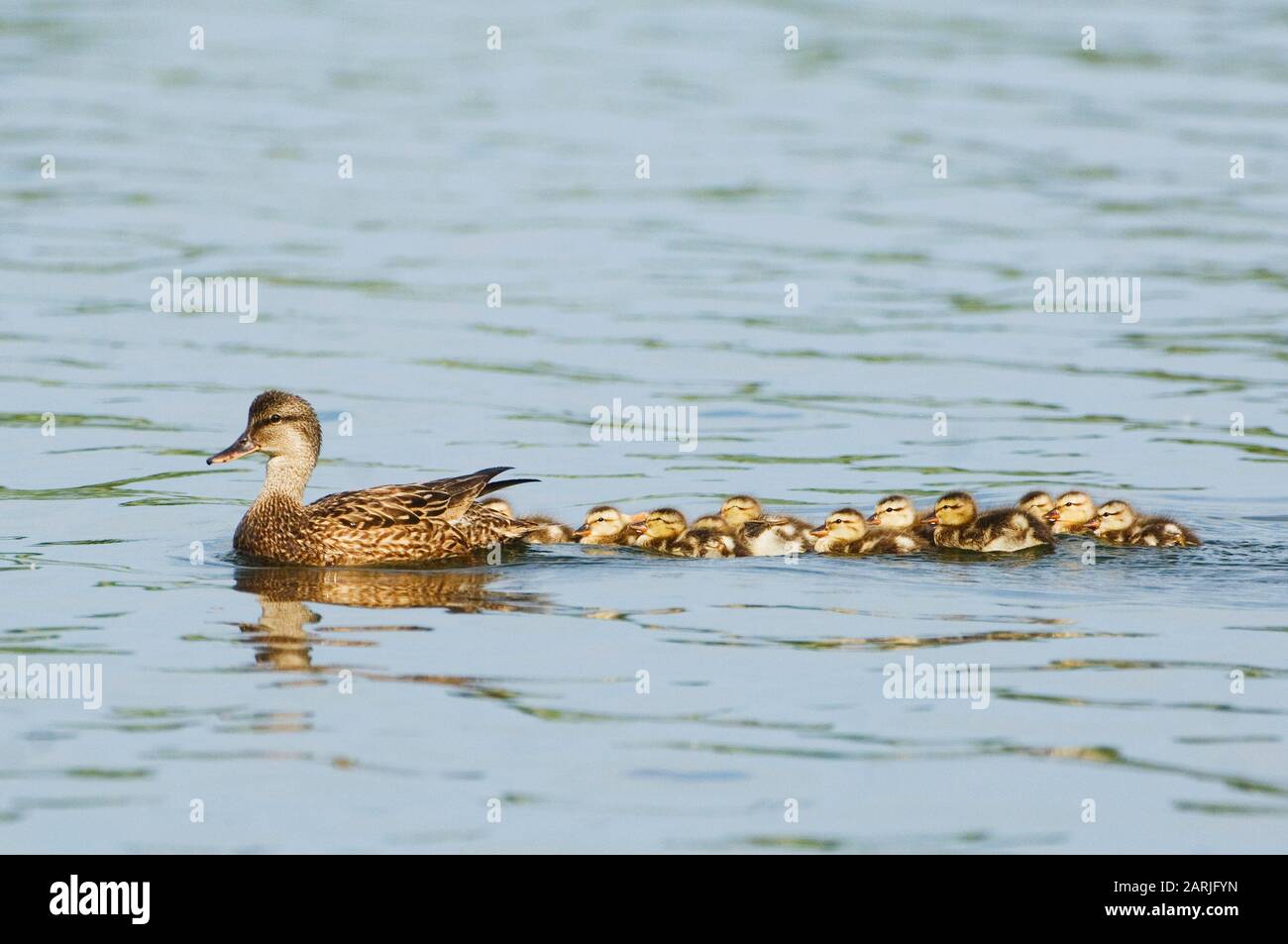 Female mallard swimming with her brood of young ducklings Stock Photo ...