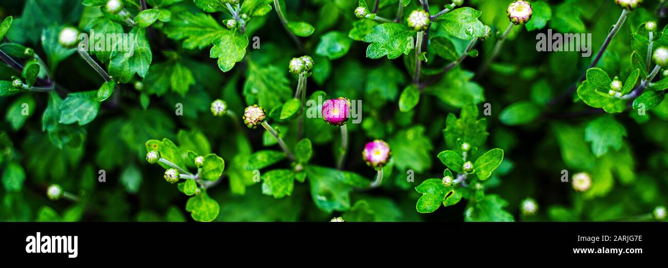 closed flower buds background. Plant texture Stock Photo - Alamy