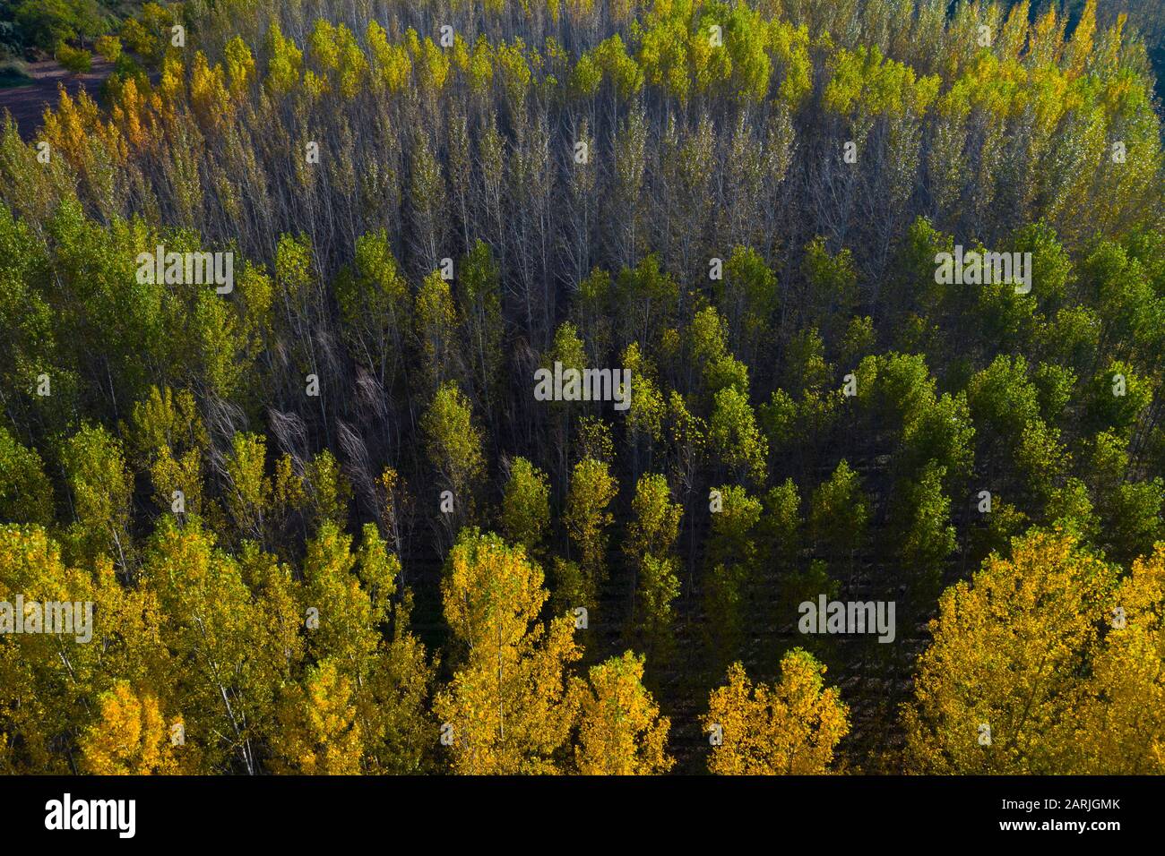 Poplar plantation with fall colors, Bobadilla, La Rioja, Spain, Europe ...