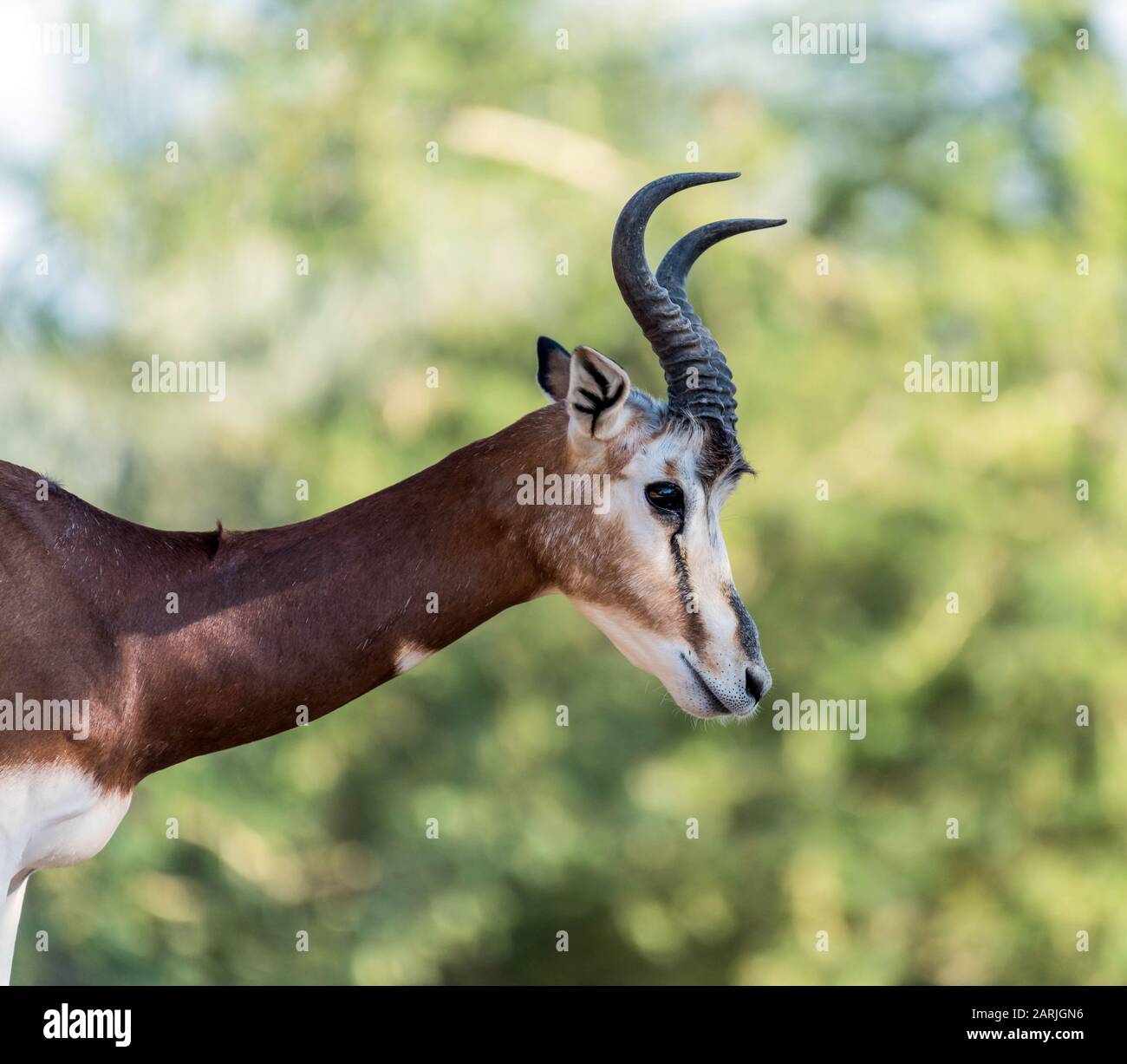 Wild Animal Arabian Gazelle in Desert Stock Photo - Alamy