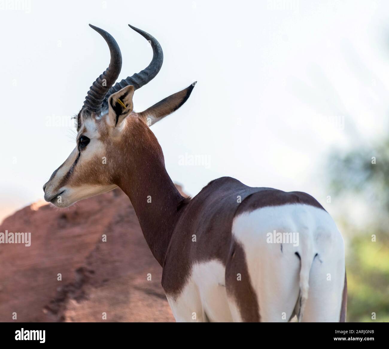 Wild Animal Arabian Gazelle in Desert Stock Photo - Alamy