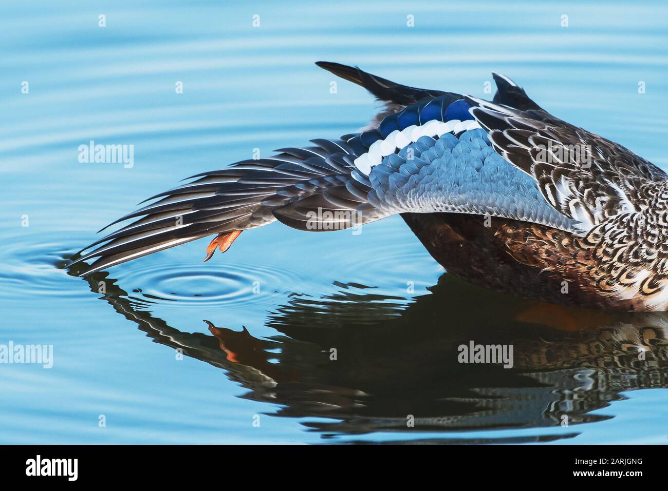 Duck feather pattern hi-res stock photography and images - Alamy