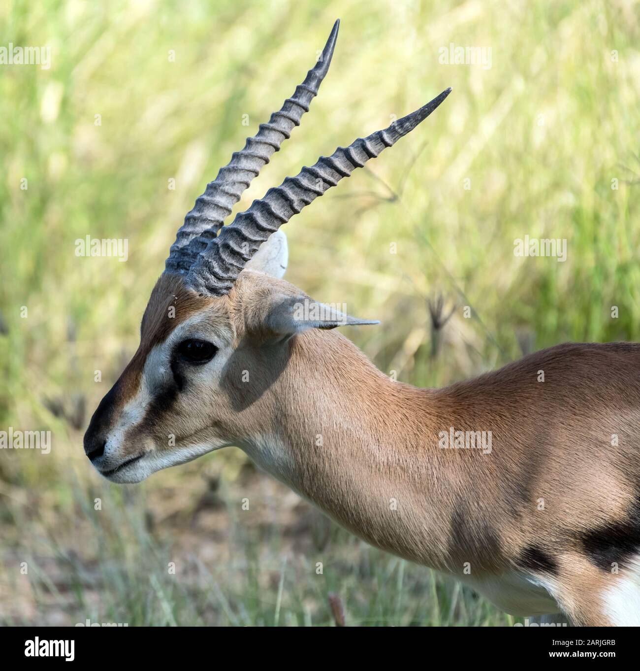Wild Animal Arabian Gazelle in Desert Stock Photo - Alamy