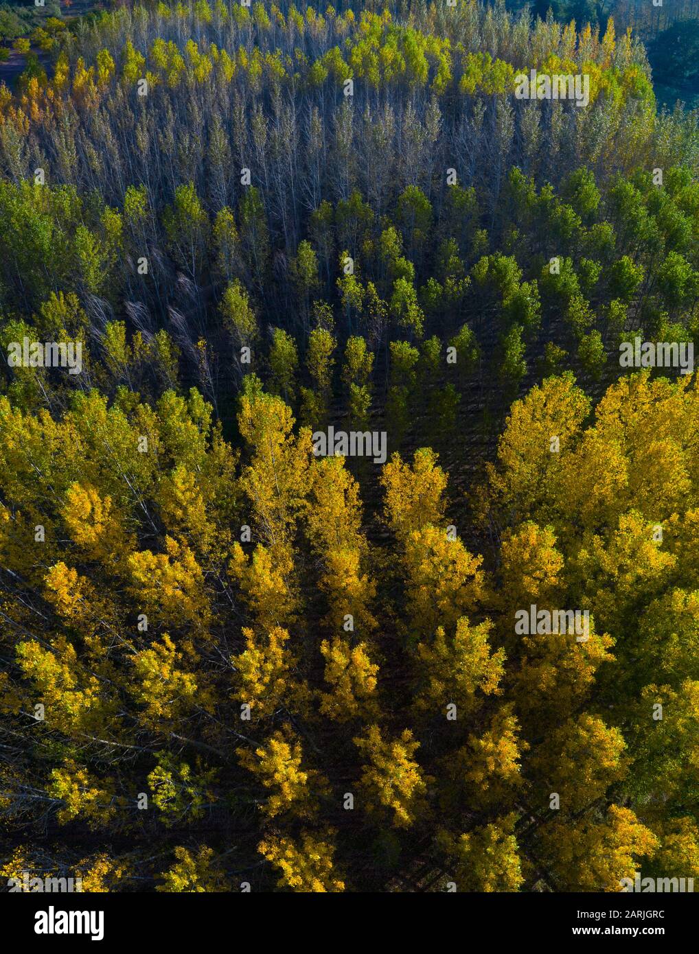 Poplar plantation with fall colors, Bobadilla, La Rioja, Spain, Europe ...