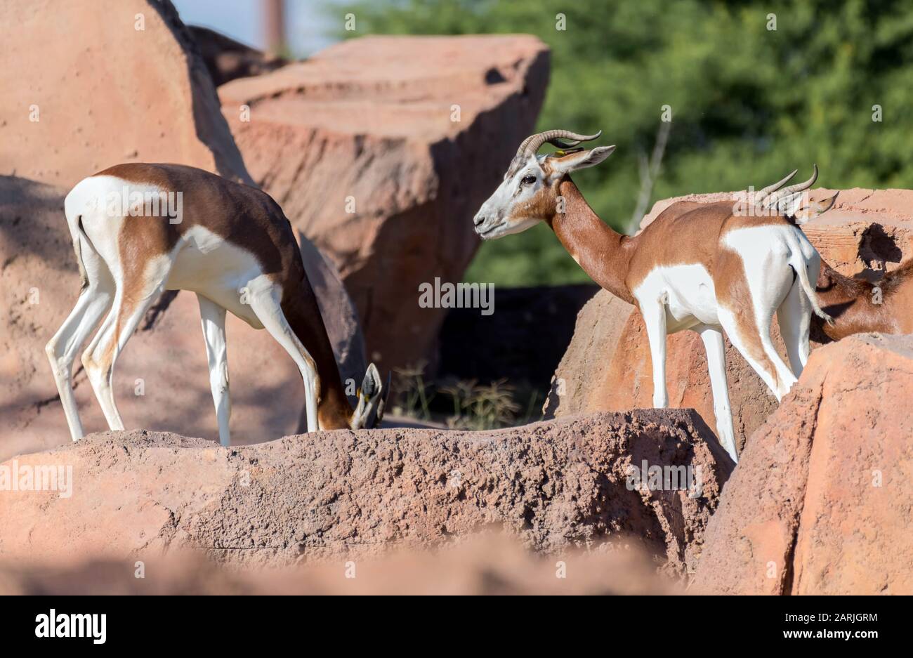 Wild Animal Arabian Gazelle in Desert Stock Photo - Alamy
