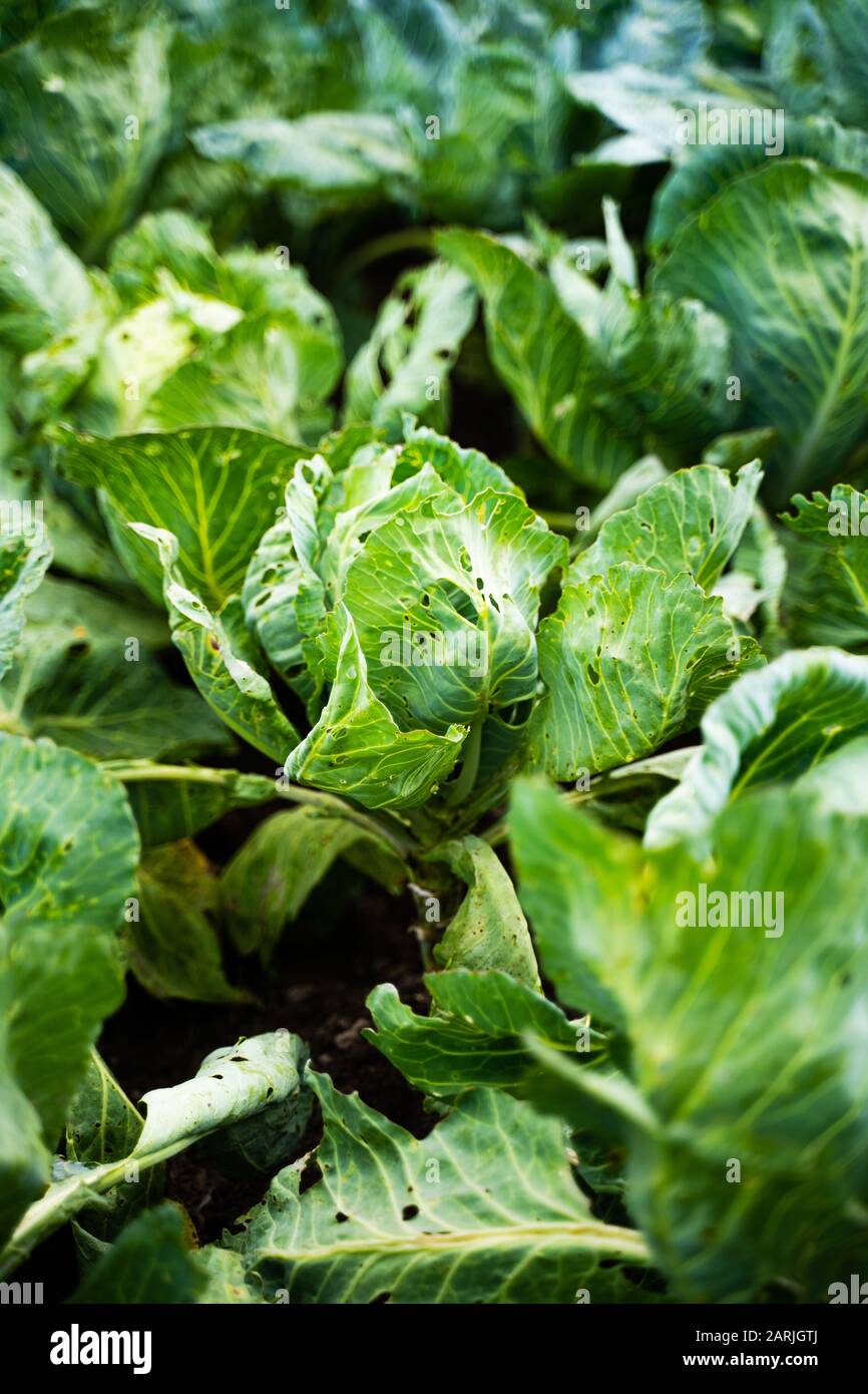 Leaves of cabbage boiled up are damaged by parasites. Harvest ...