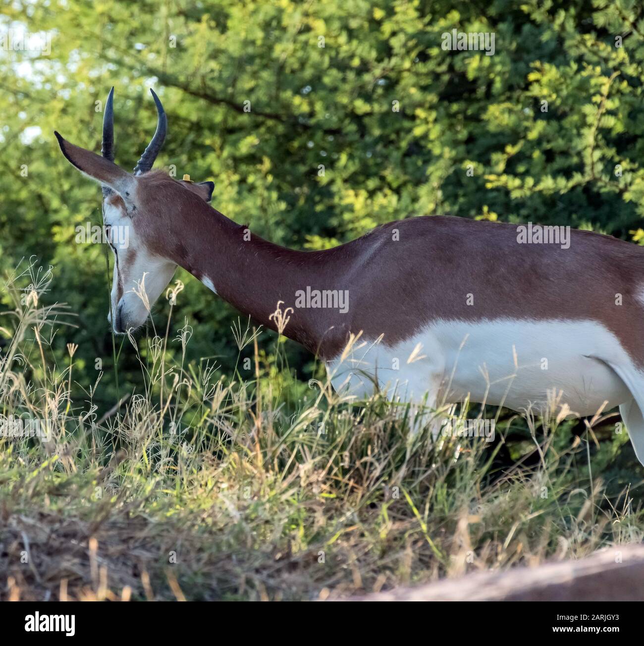 Wild Animal Arabian Gazelle in Desert Stock Photo - Alamy