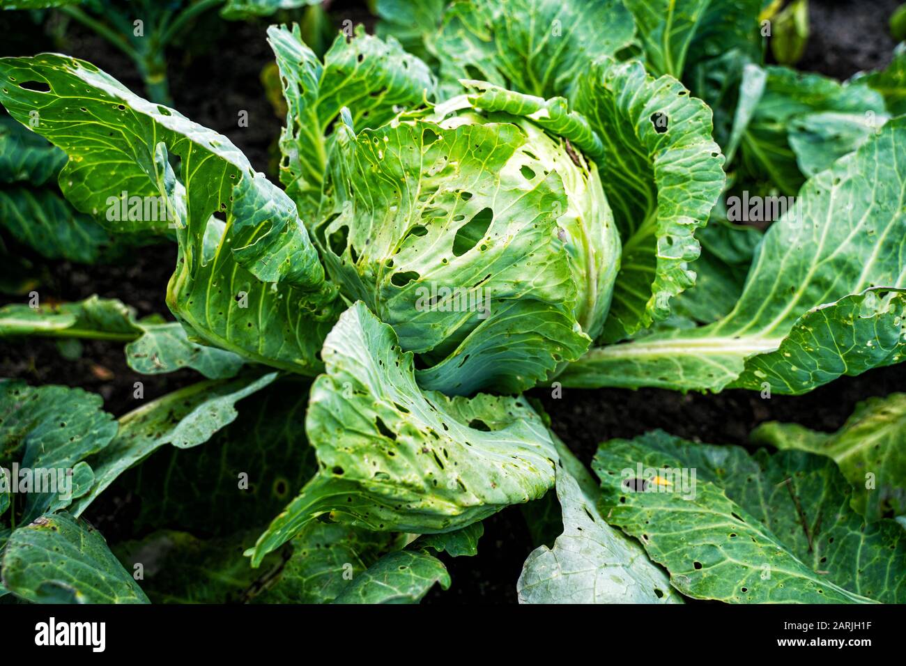 Leaves of cabbage boiled up are damaged by parasites. Harvest ...