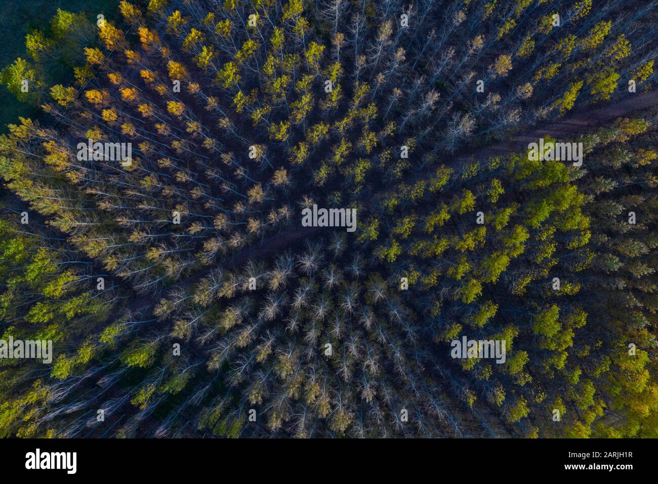 Poplar plantation with fall colors, Bobadilla, La Rioja, Spain, Europe ...