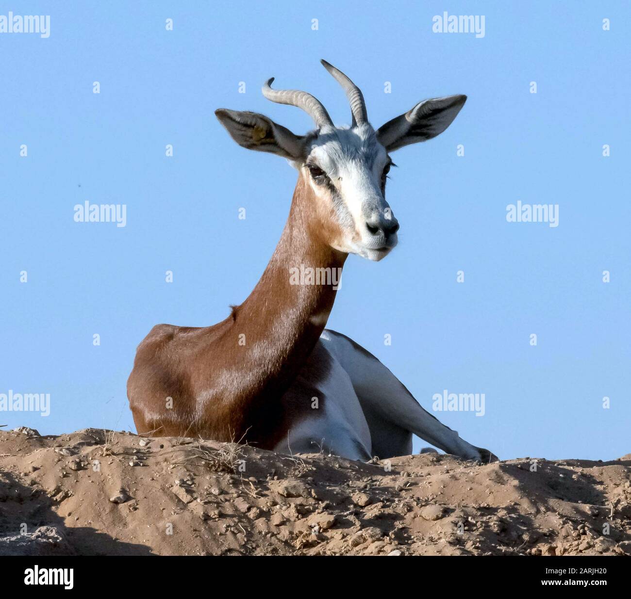 Wild Animal Arabian Gazelle in Desert Stock Photo - Alamy