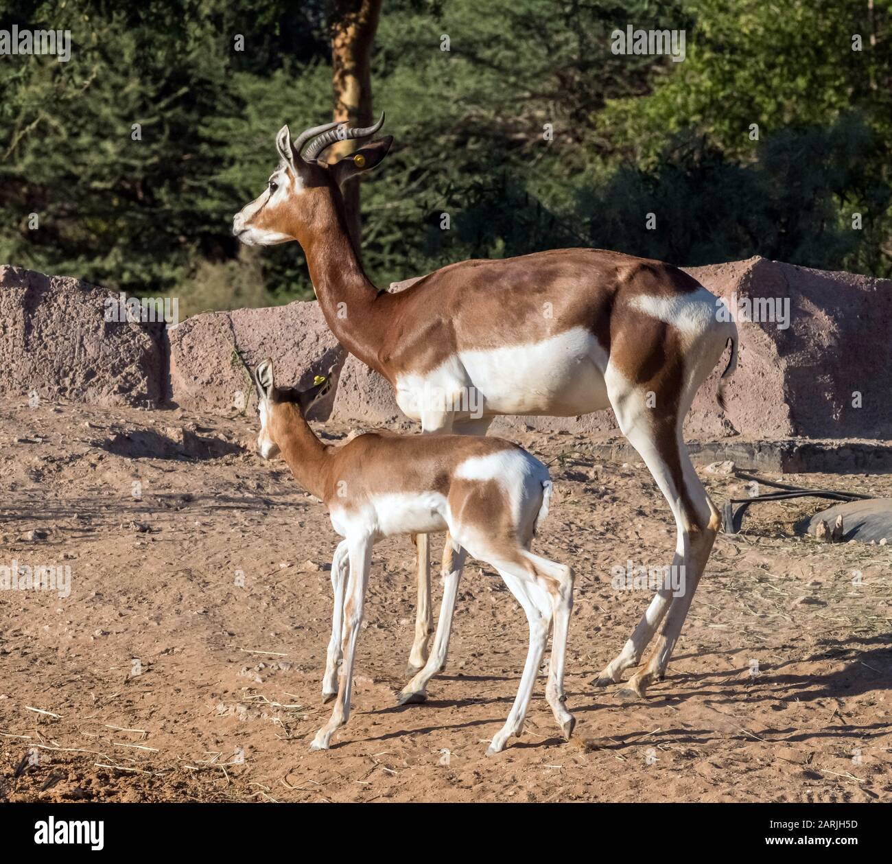 Wild Animal Arabian Gazelle in Desert Stock Photo - Alamy