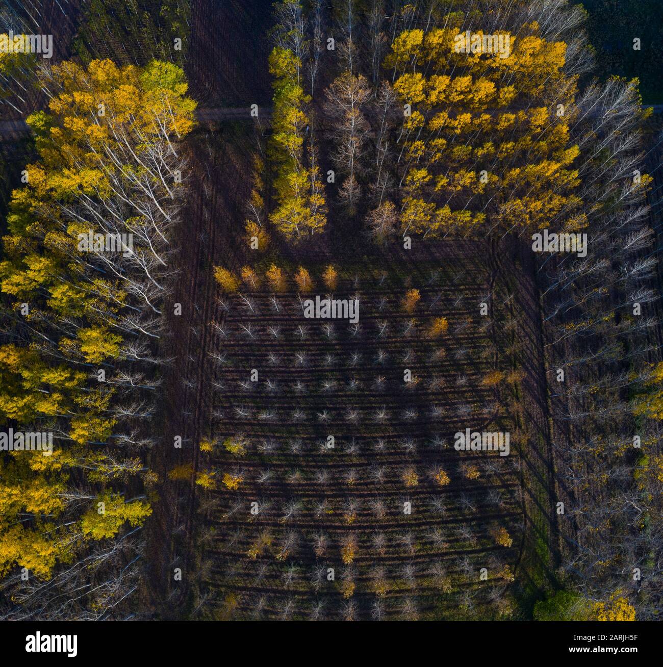 Poplar plantation with fall colors, Bobadilla, La Rioja, Spain, Europe ...