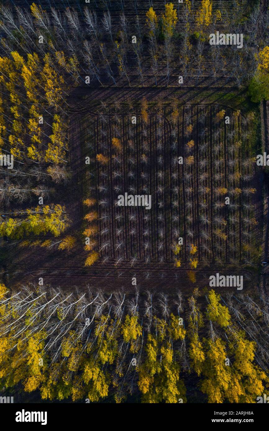Poplar plantation with fall colors, Bobadilla, La Rioja, Spain, Europe ...