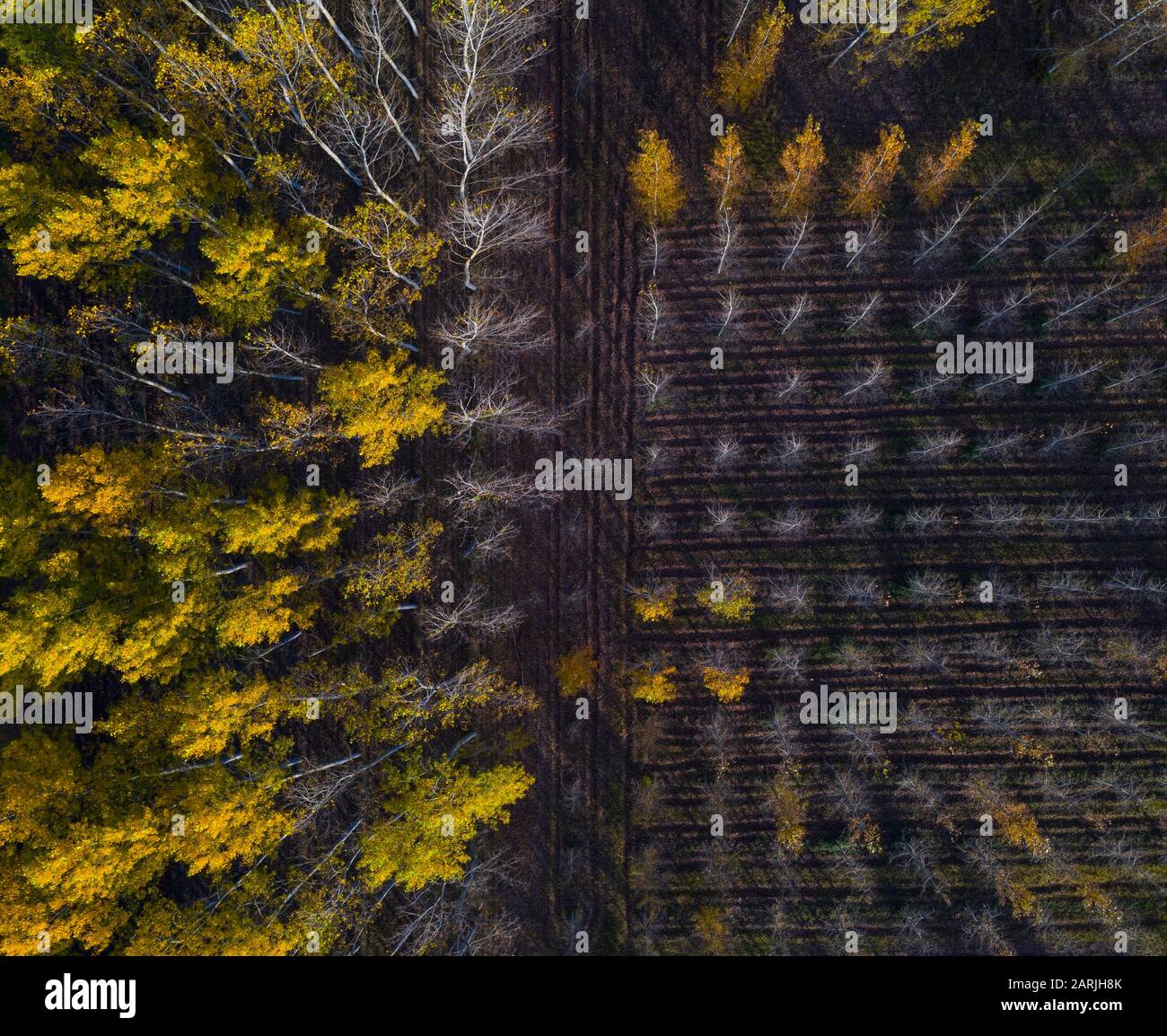 Poplar plantation with fall colors, Bobadilla, La Rioja, Spain, Europe ...